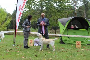 Rocheby Osprey - best in show puppy! | labradorai.lt