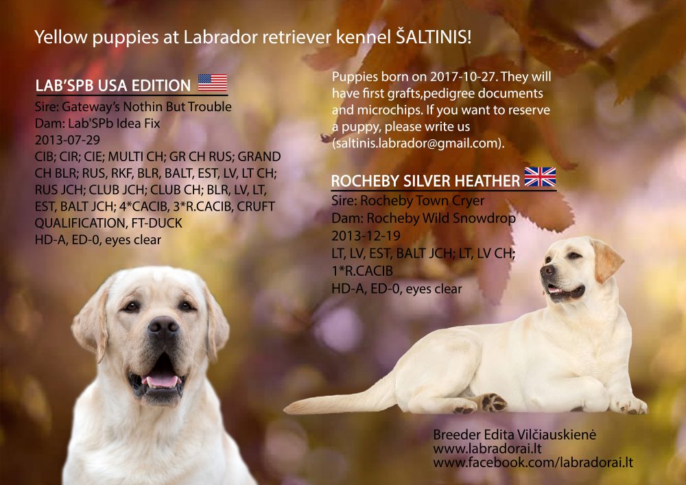 Yellow puppies! | labradorai.lt