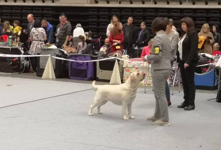 labradorai.lt | labradorai.lt LABAS SU