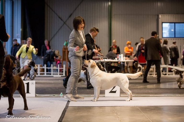 labradorai.lt | labradorai.lt LABAS SU