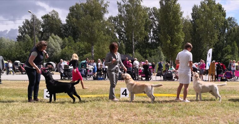 labradorai.lt | labradorai.lt LABAS SU