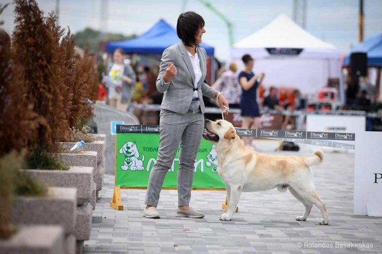 labradorai.lt | labradorai.lt LABAS SU