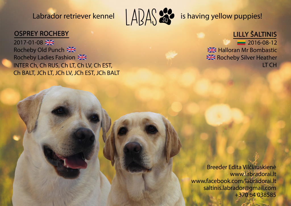labradorai.lt | labradorai.lt LABAS SU