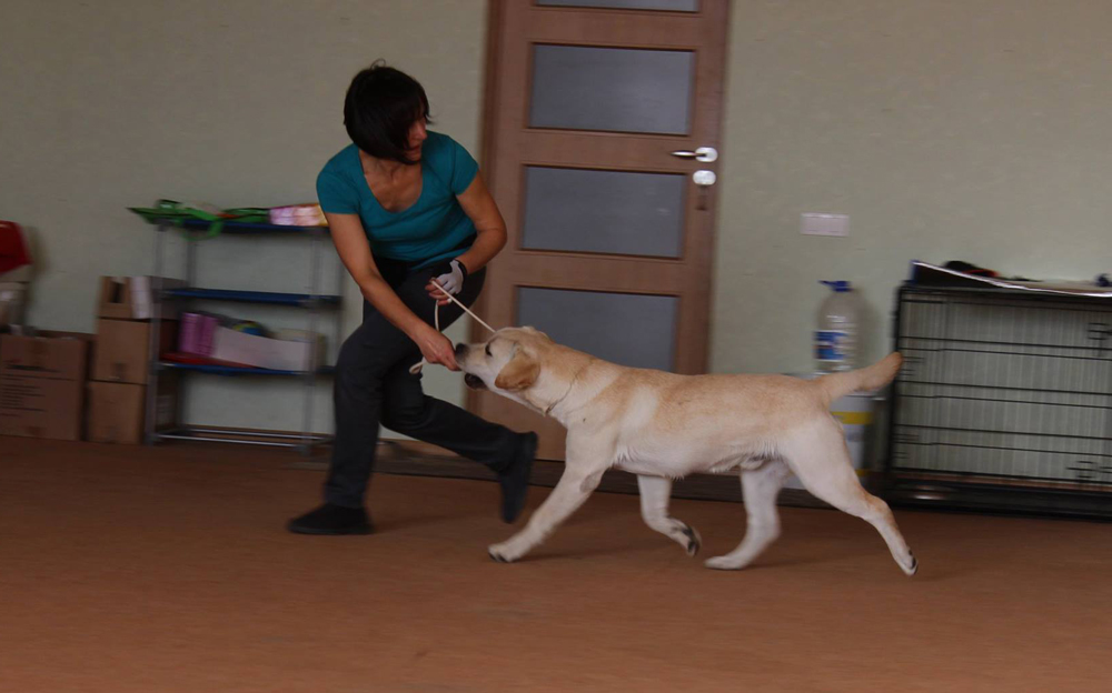 At trainings for dog shows | labradorai.lt
