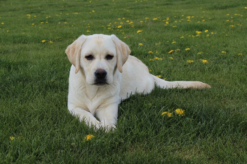 Rocheby Silver Heather | labradorai.lt