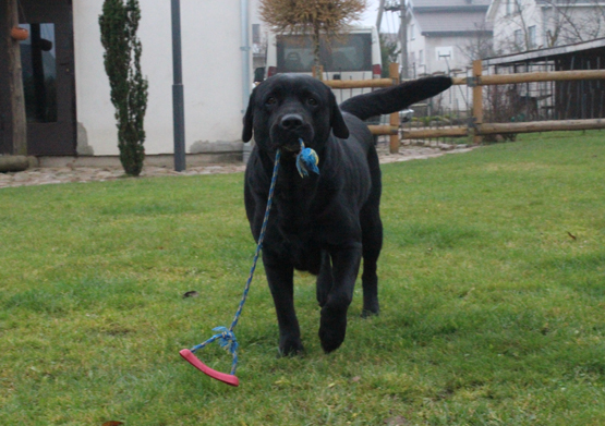 Herbera Dagilė | labradorai.lt