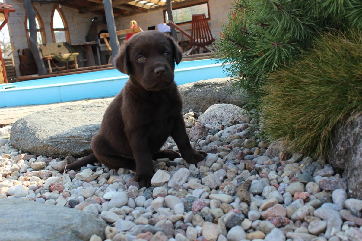 Herbera Dagilė and Halloran Mr Bombastic puppies | labradorai.lt